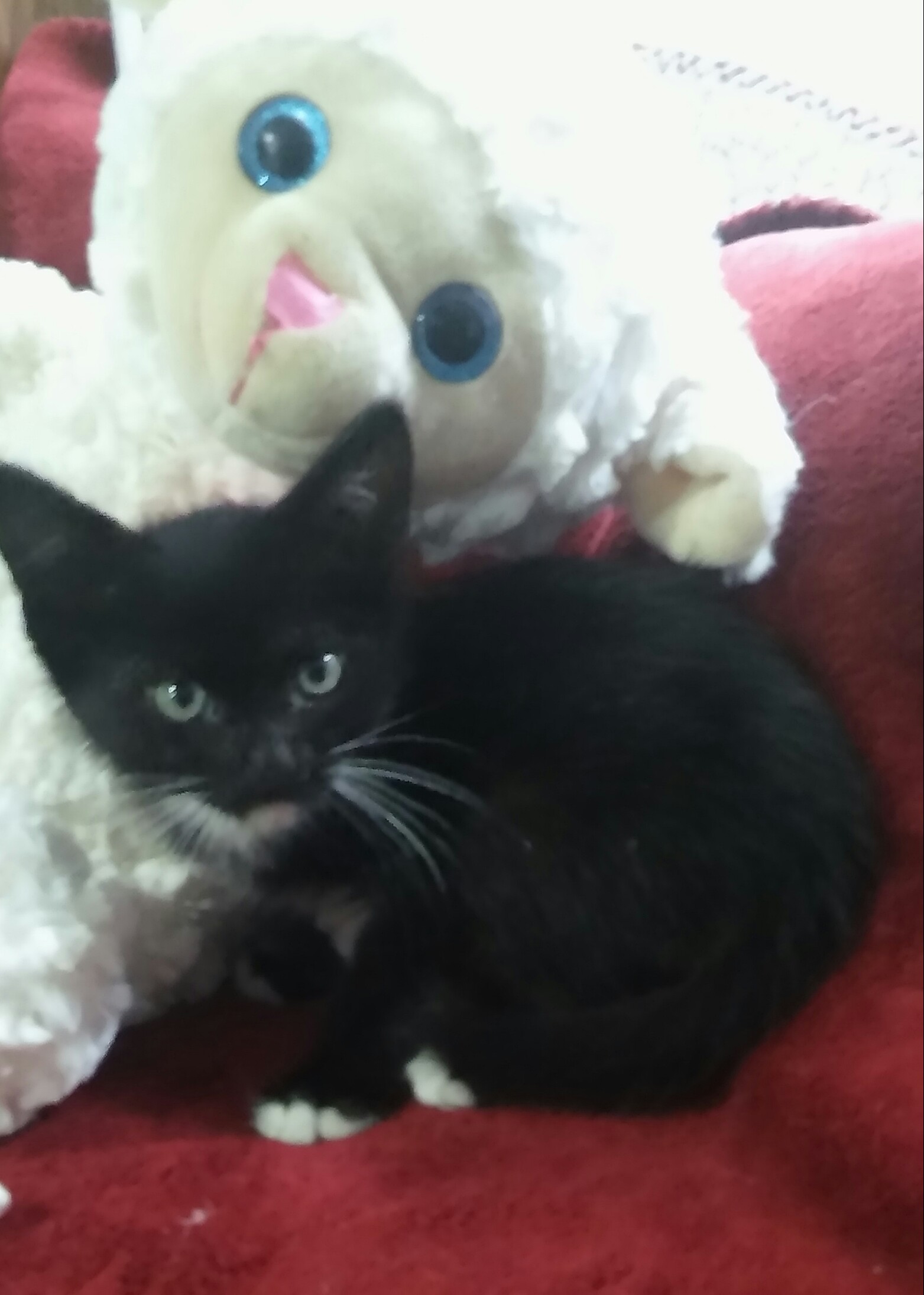 GUINNESS 1 | Blue Moon Cat Sanctuary