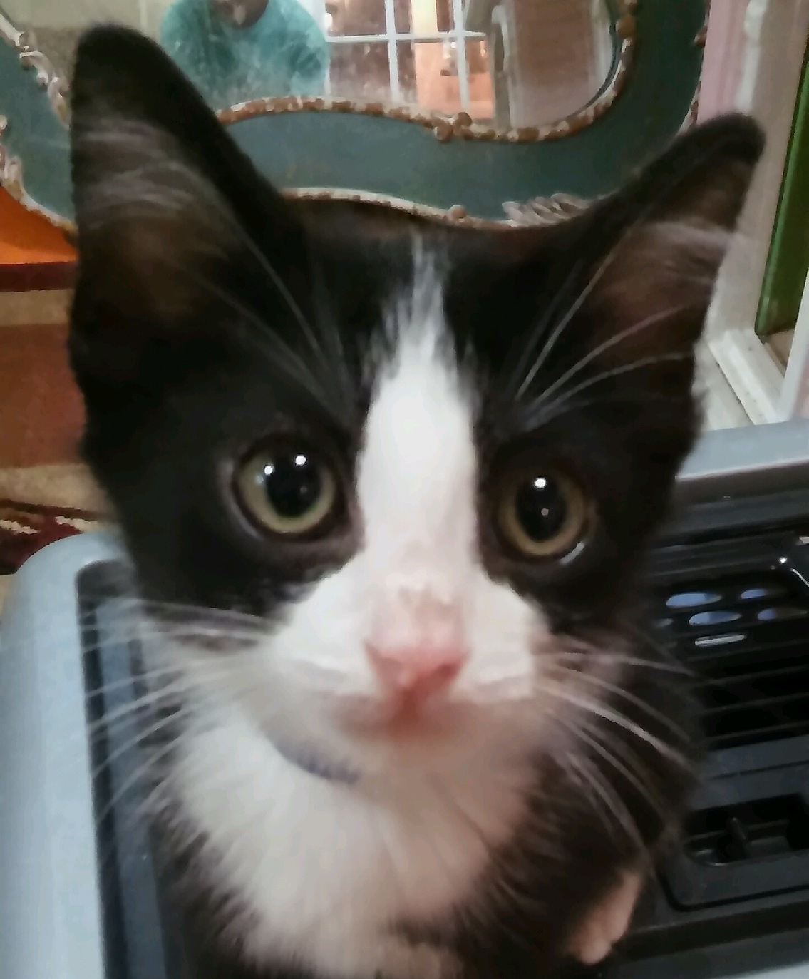 HARPER 2 | Blue Moon Cat Sanctuary