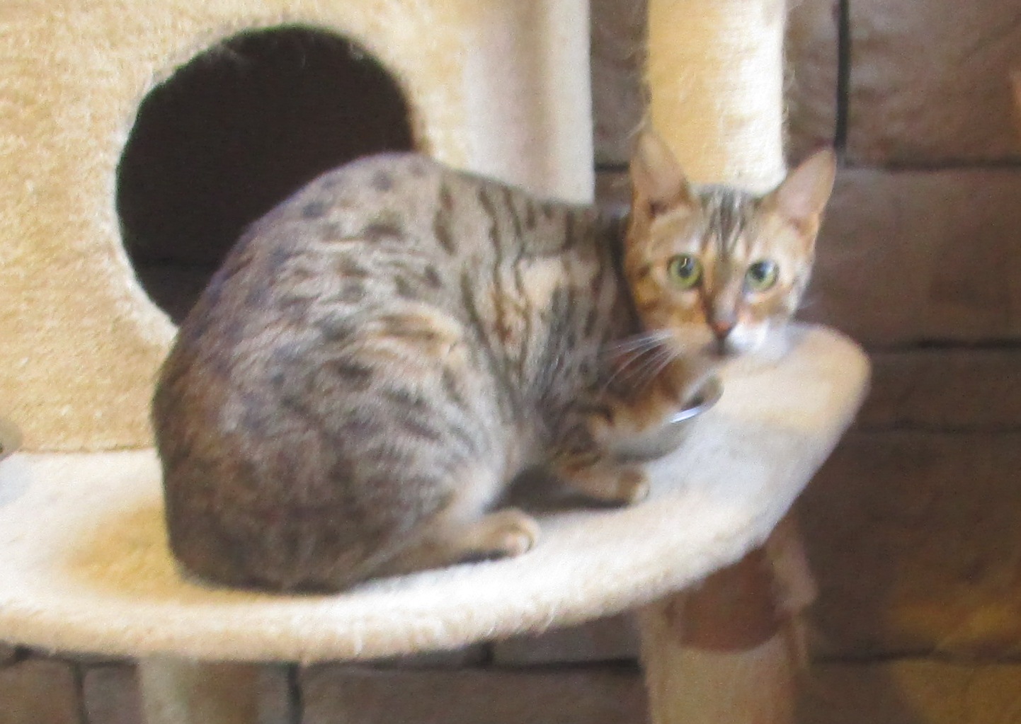 Jasmine 4 | Blue Moon Cat Sanctuary