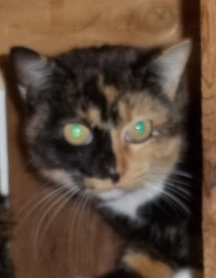 KITTY KITTY 7 | Blue Moon Cat Sanctuary