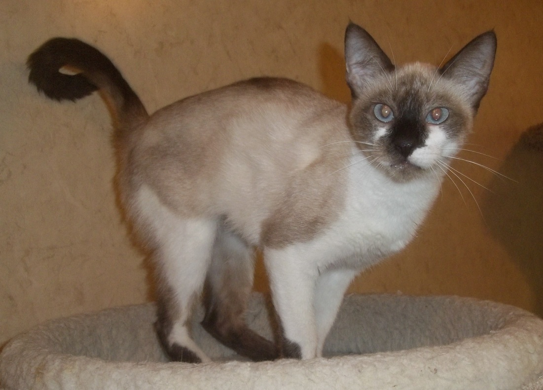 MING 1 | Blue Moon Cat Sanctuary