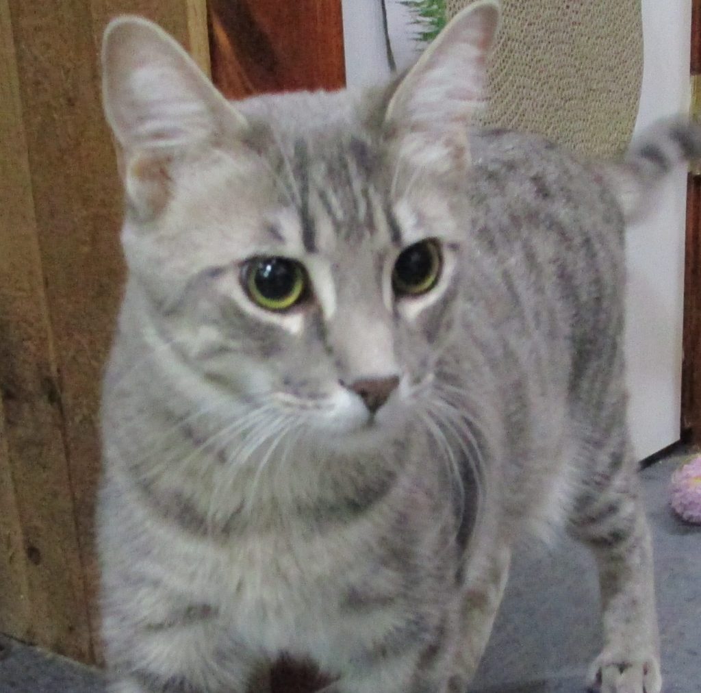 CURRENT ADOPTABLE GUESTS | Blue Moon Cat Sanctuary
