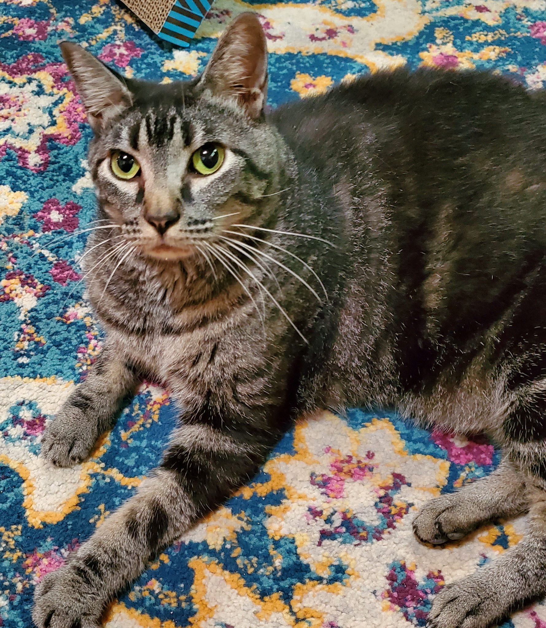 CURRENT ADOPTABLE GUESTS | Blue Moon Cat Sanctuary