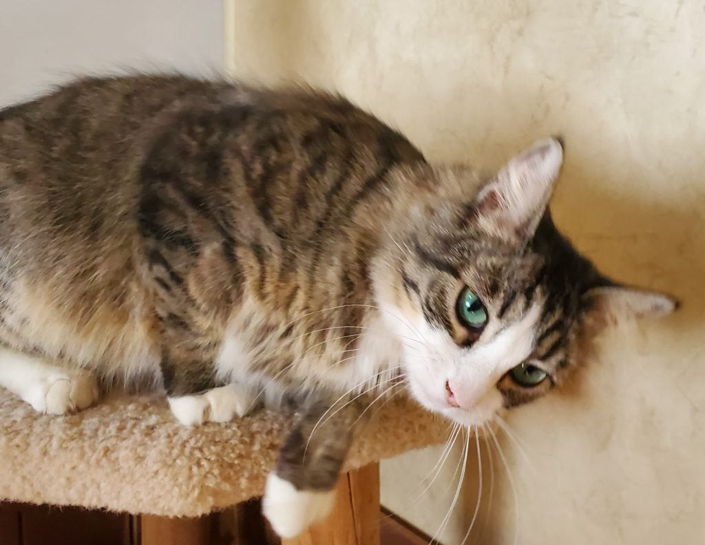 CURRENT ADOPTABLE GUESTS | Blue Moon Cat Sanctuary